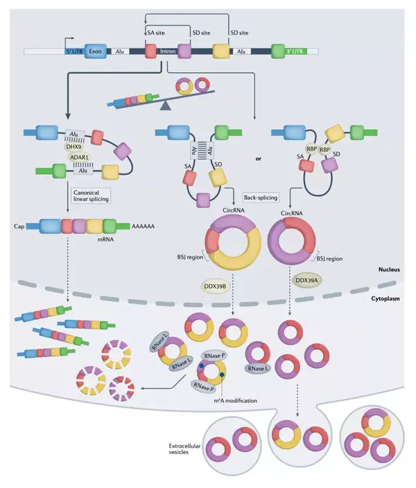 Nat Rev丨circRNA在癌症和肿瘤学中的新兴作用 - 知乎