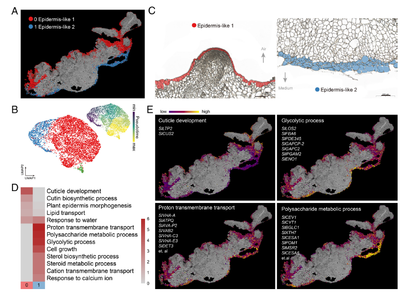 PNAS | Stereo-seq揭示番茄愈伤组织的芽再生空间转录组图谱 - 知乎