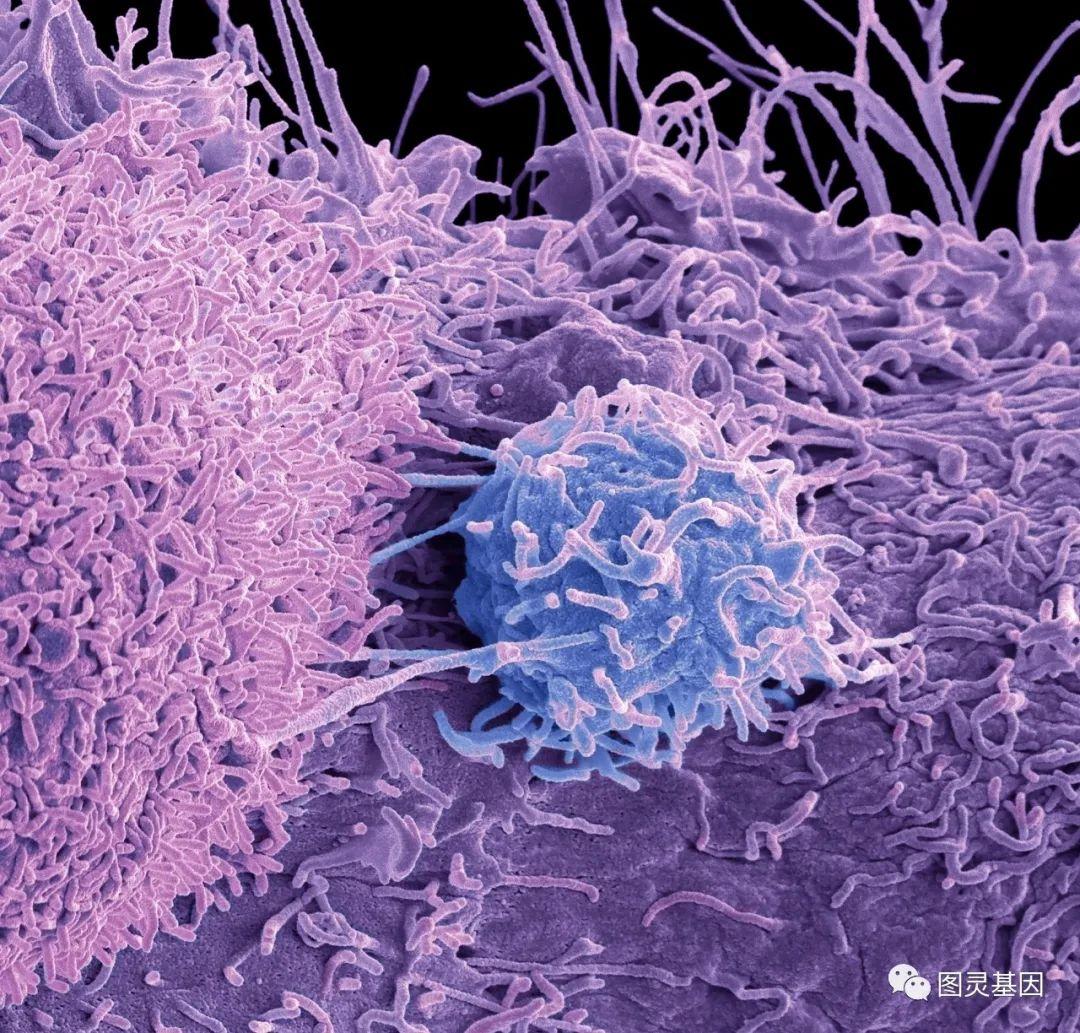 Mol Cell | 揭示SPOP蛋白如何在癌症中发挥作用 - 知乎