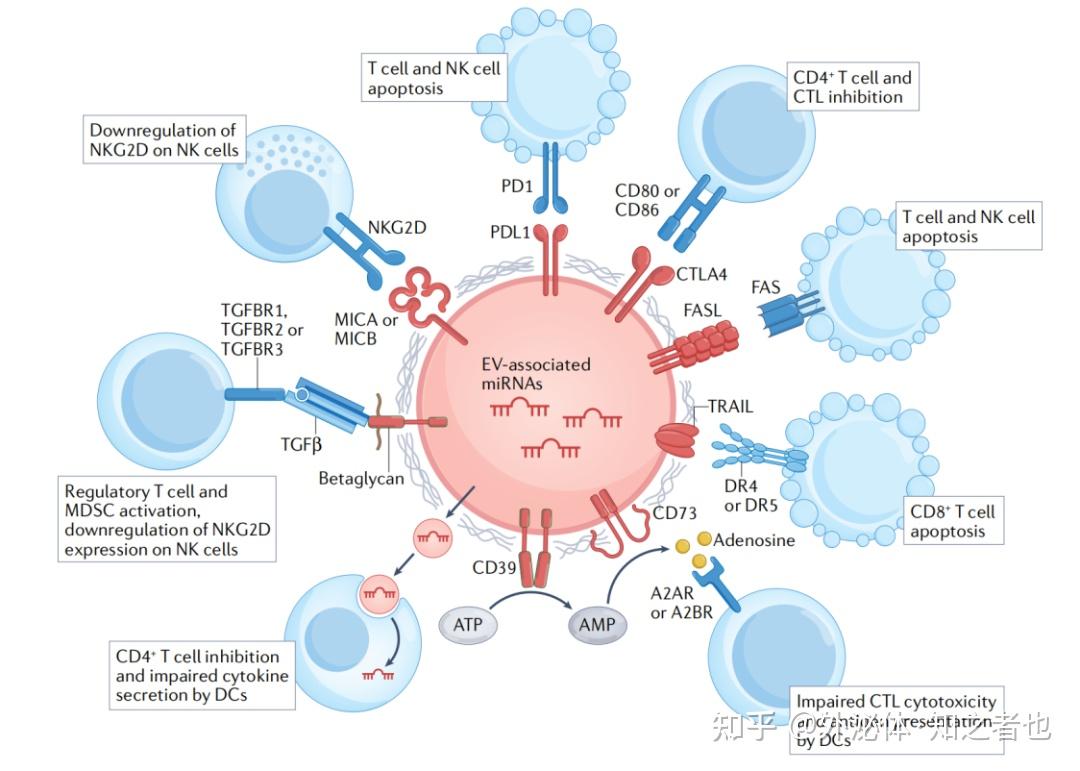 风云汇聚 |108分综述描绘EV与免疫系统研究的最新进展和挑战 - 知乎