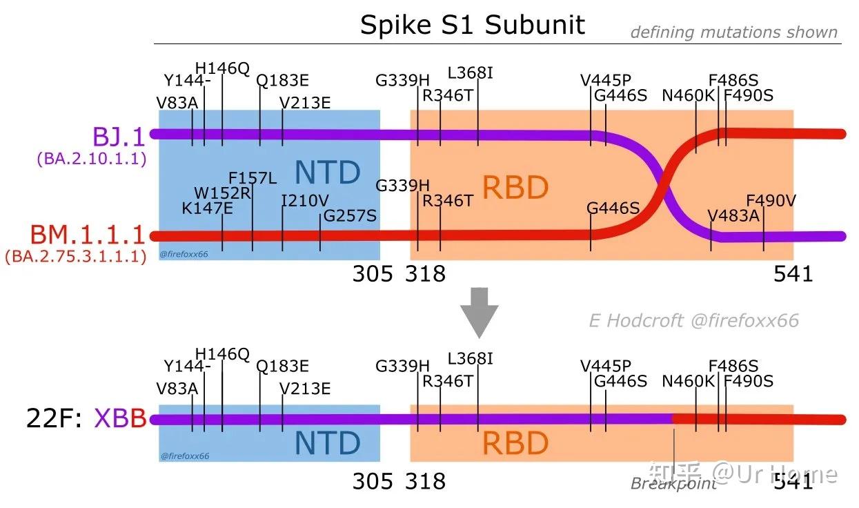 美国新的 Covid 浪潮（XBB.1.5）20221224 - 知乎