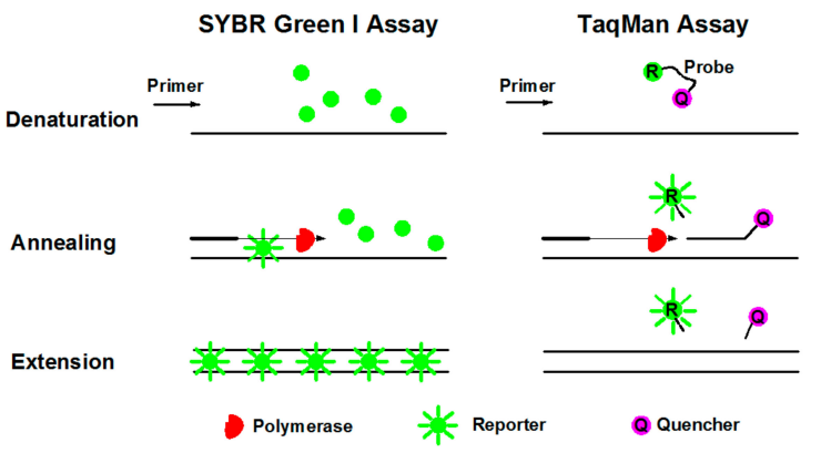 PCR、qPCR、RT-PCR、RT-qPCR、Real-Time PCR你真的能区分的开吗？ - 知乎