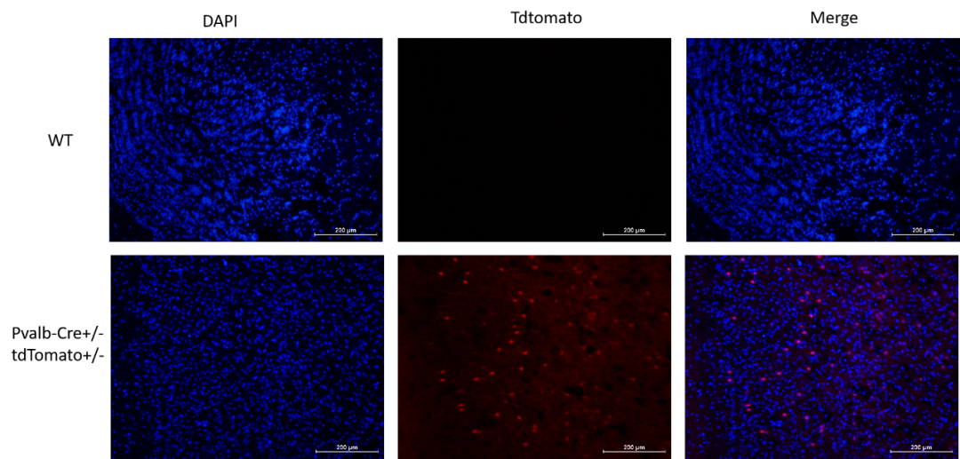 Cre-lox系统介绍及使用汇总 - 知乎