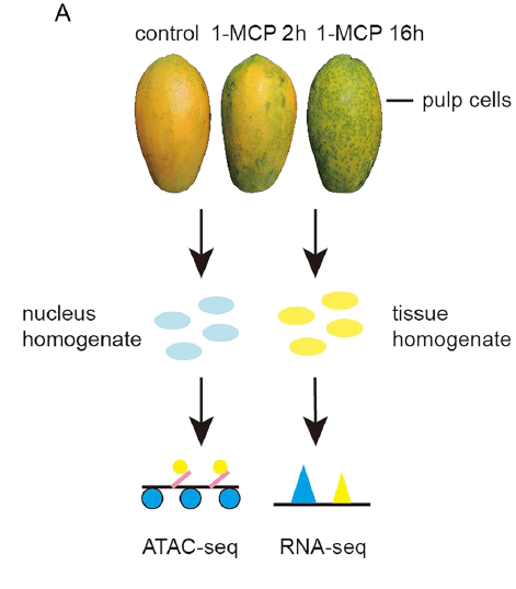 项目文章 | IF>6! ATAC-seq联合RNA-seq揭示转录因子AGL18通过乙烯-生长素交互作用调控番木瓜成熟 - 知乎