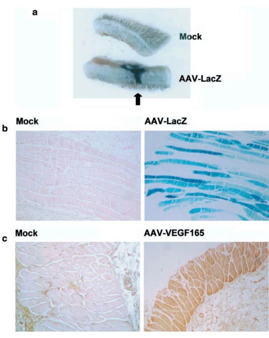 【科研实用宝典】AAV在皮肤组织研究中的应用总结 - 知乎