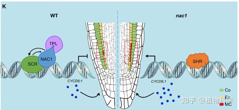 Mol Plant | 山东大学丁兆军团队揭示NAC1协同SHR/SCR-CYCD6;1模块调控根基本组织成熟的分子机制 - 知乎