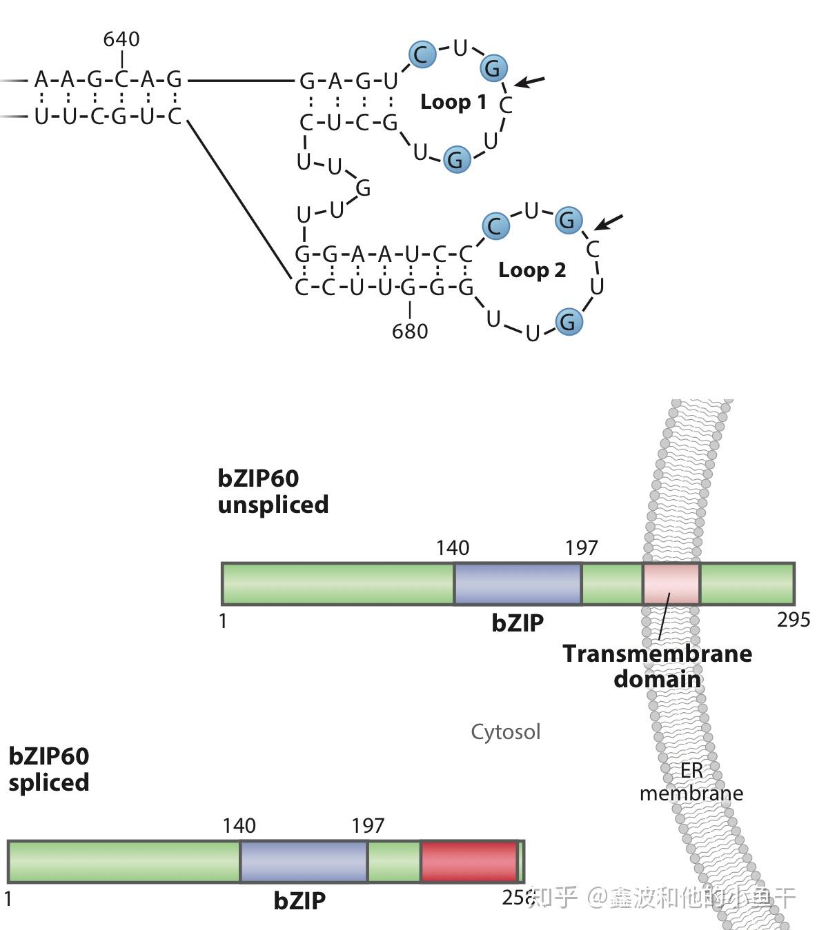 内质网胁迫与UPR响应 - 知乎