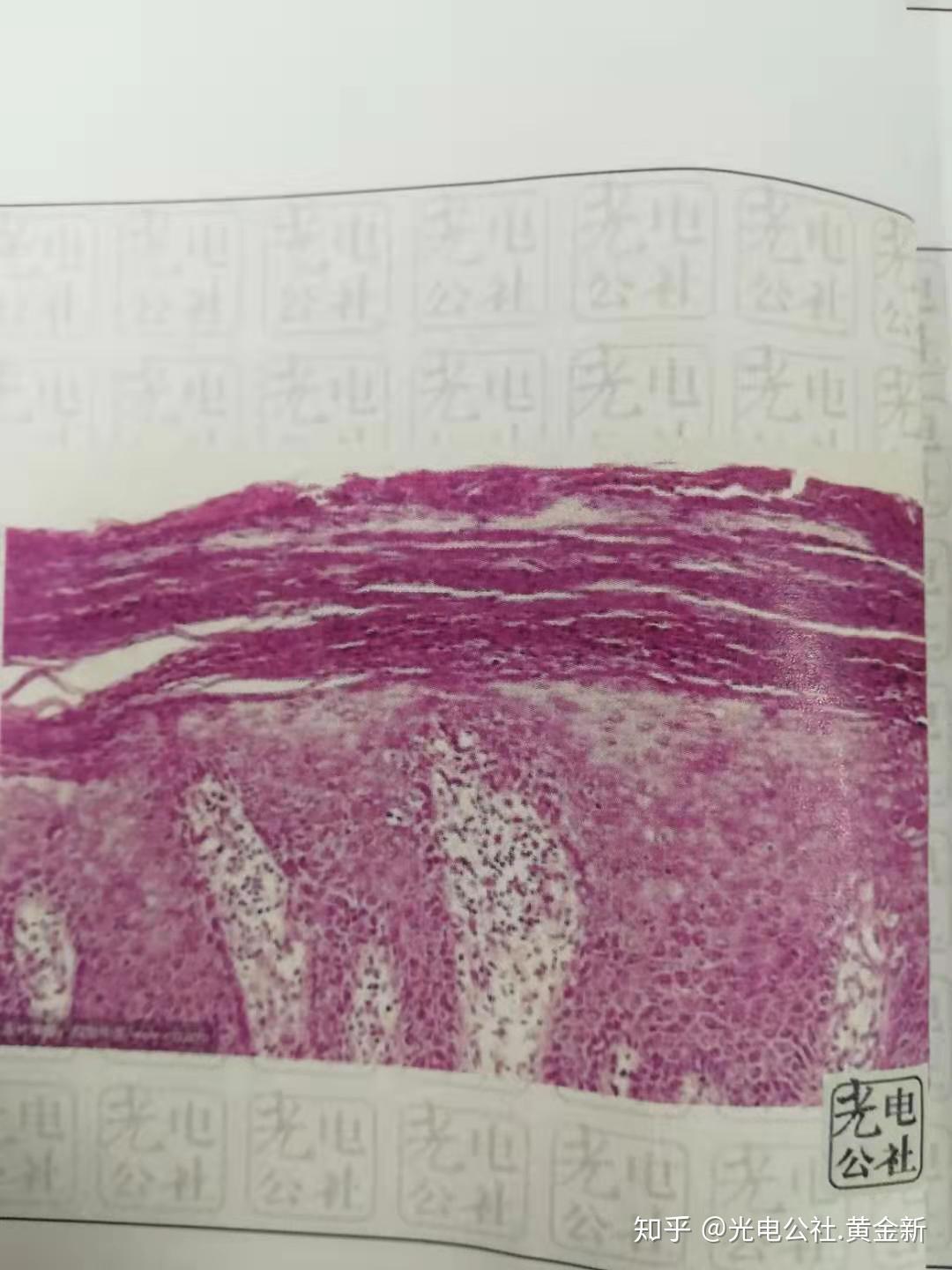 美容护肤生理知识 - 知乎