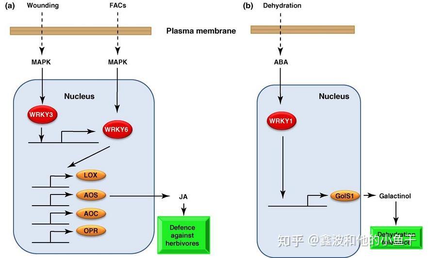 浅谈转录因子及研究方法——以植物WRKY家族为例 - 知乎