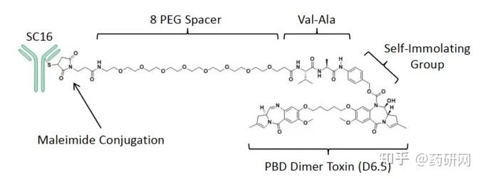 DLL3：多赛道进击小细胞肺癌 - 知乎