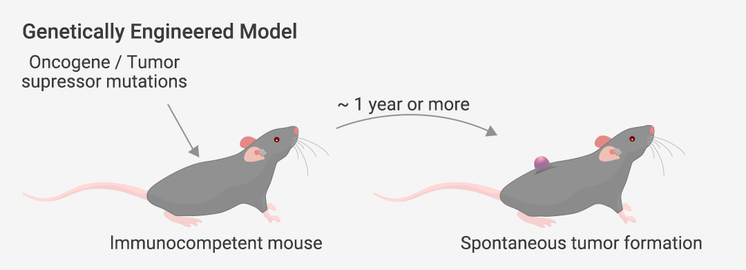 深度解析肿瘤模型 (一)| MedChemExpress - 知乎