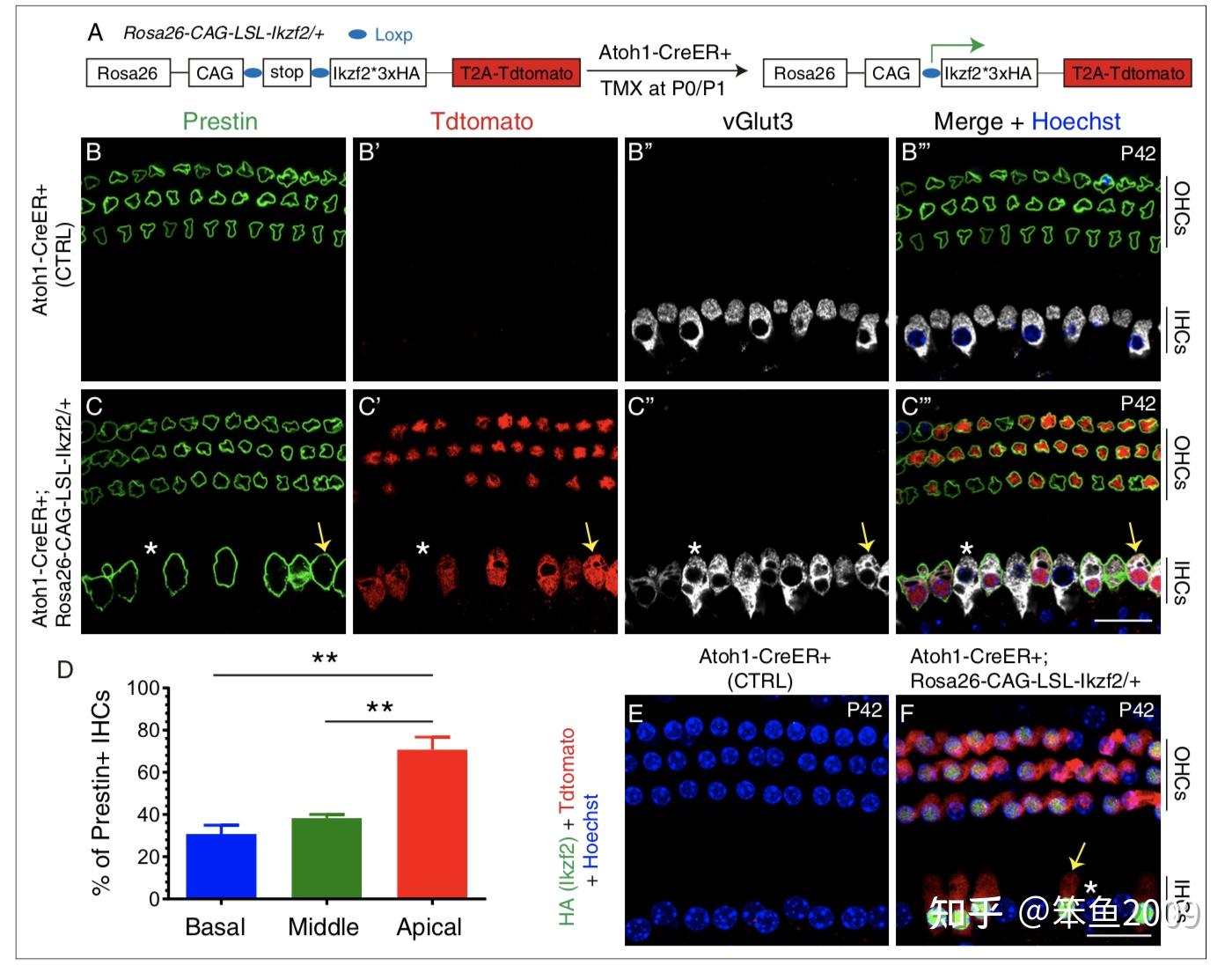 共表达 Atoh1 and Ikzf2 可以促进成年鼠耳蜗支持细胞转化成外毛细胞 - 知乎