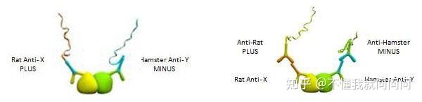 默克生命科学 | Duolink® PLA Probemaker指南 - 知乎