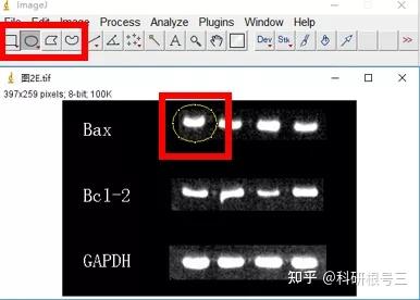 Image J 分析 Western blot 灰度值 - 知乎