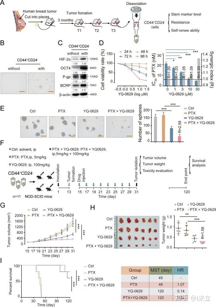 线粒体和内质网交互作用重编程细胞干性：新型HIF-2α-SOD2-mtROS-PDI/GPR78-UPRER - 知乎