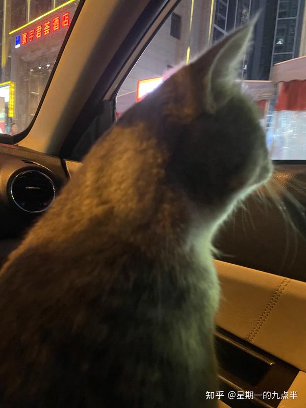 猫咪怎么减肥 知乎