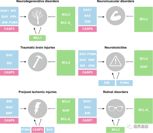 Cell Death Differ ｜ 疾病中的细胞凋亡---细胞死亡命名委员会目前的理解2023 - 知乎