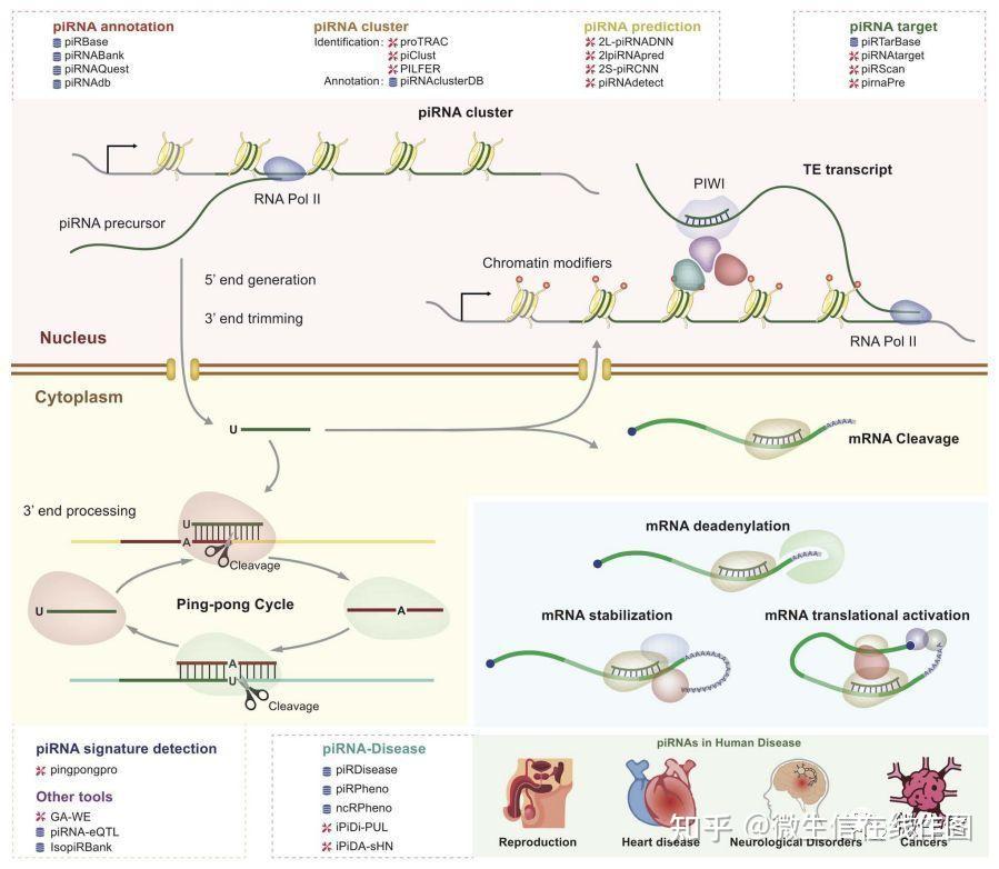 piRNA-疾病研究最新综述 – 数据库软件工具、webserver和计算模型 - 知乎