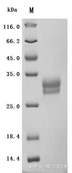 TNFSF15/TL1A：药企巨头抢滩布局，下一个百亿级靶点的崛起之路 - 知乎