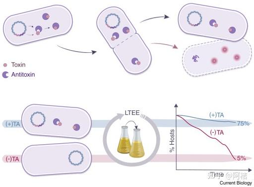 质粒在进化，你实验室的还香吗？你是否真的了解司空见惯的质粒？ - 知乎