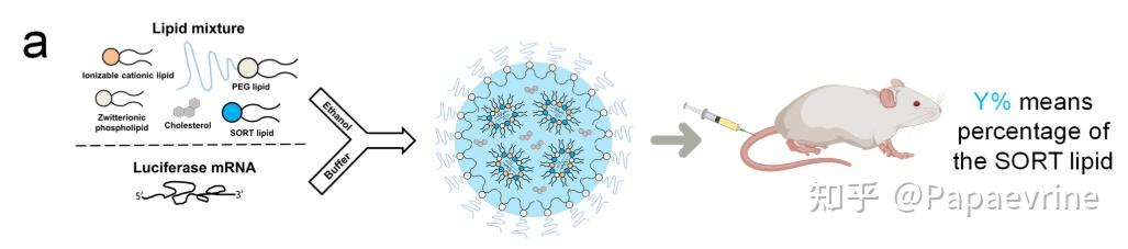 选择性器官靶向（SORT）纳米粒子用于组织特异性mRNA递送和CRISPR/Cas基因编辑（2021.09.07） - 知乎