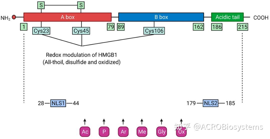 【双重剑客】HMGB1——炎症反应与癌症的重要靶点 - 知乎