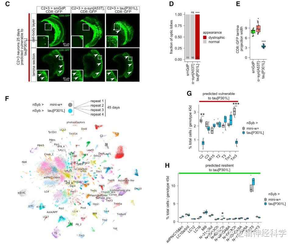 Neuron︱突破！神经元类型决定了α-突触核蛋白和tau蛋白毒性 - 知乎