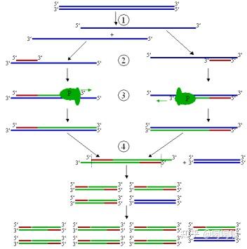 qPCR详细步骤 - 知乎