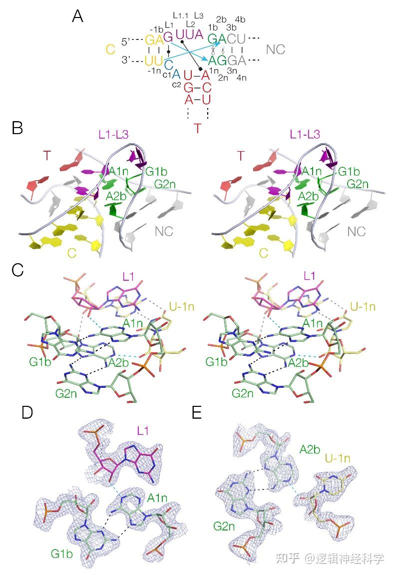 RNA︱黄林/David Lilley团队合作研究k-junctions的结构和折叠特性：提高从序列准确预测RNA三维结构的能力 - 知乎
