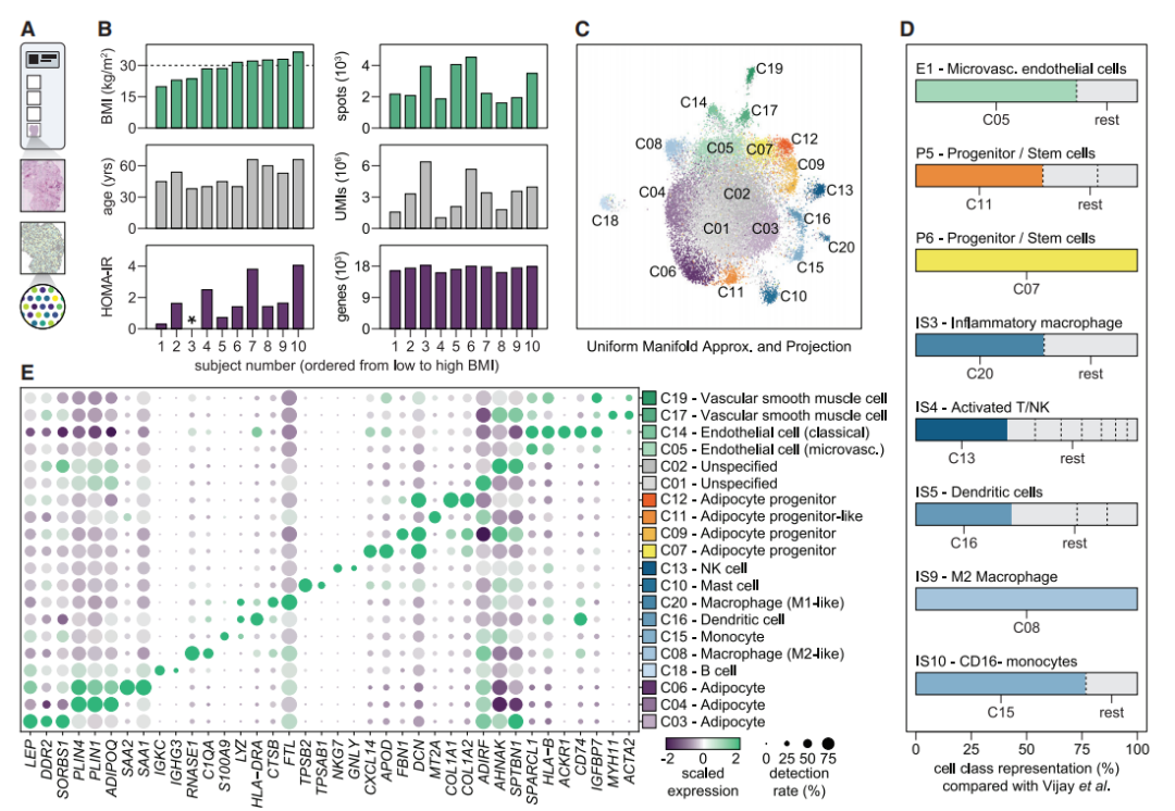 Cell Metabolism | 胰岛素调节人类白色脂肪组织脂肪代谢的细胞生物学机制 - 知乎