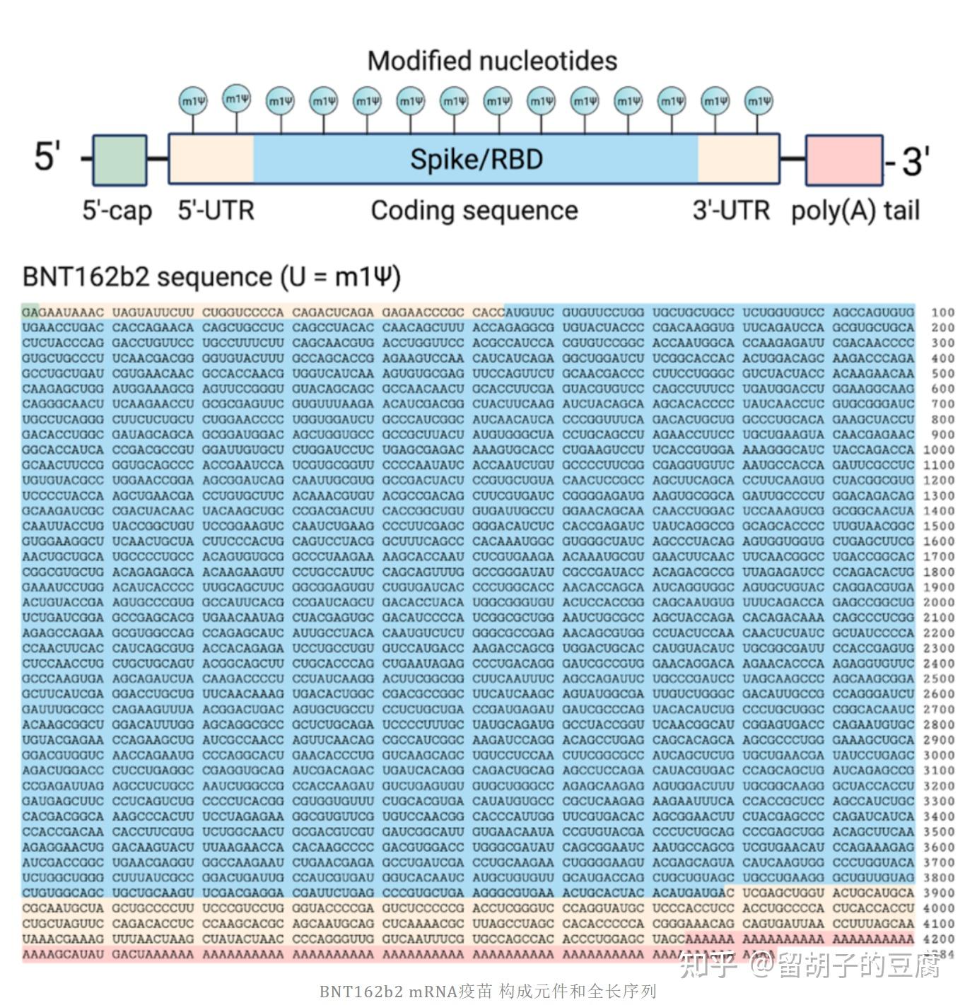 新冠|辉瑞BNT162b2 mRNA疫苗的免疫机制 - 知乎