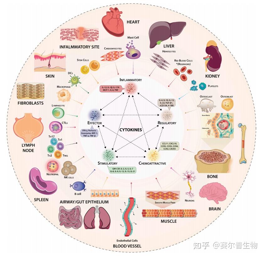细胞因子综述：作用方式、分类&功能、受体、细胞因子炎症…… - 知乎