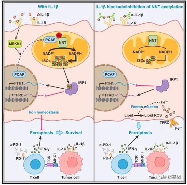 Mol Cell | 中山大学肿瘤医院徐瑞华团队发现 IL-1β诱导铁死亡机制 - 知乎