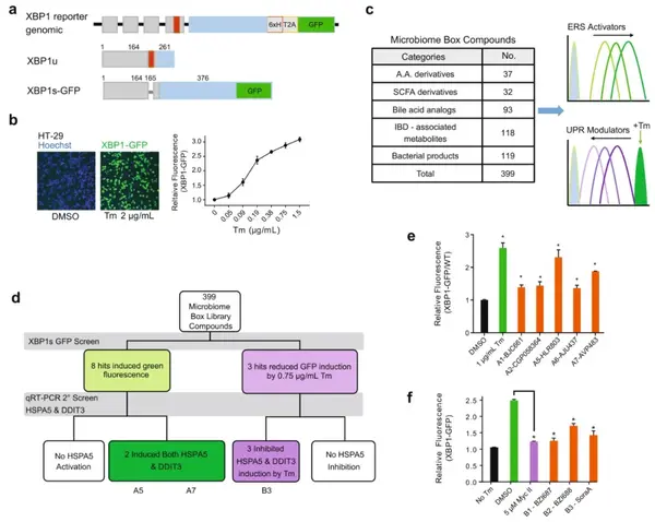 Genome Biol|Ramnik J Xavier团队揭示肠道细菌代谢物调节内质网应激机制 - 知乎