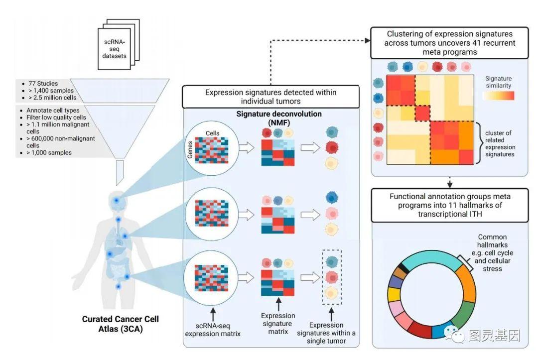Can Cell | 肿瘤内异质性（ITH）的重复表达模式及其功能 - 知乎