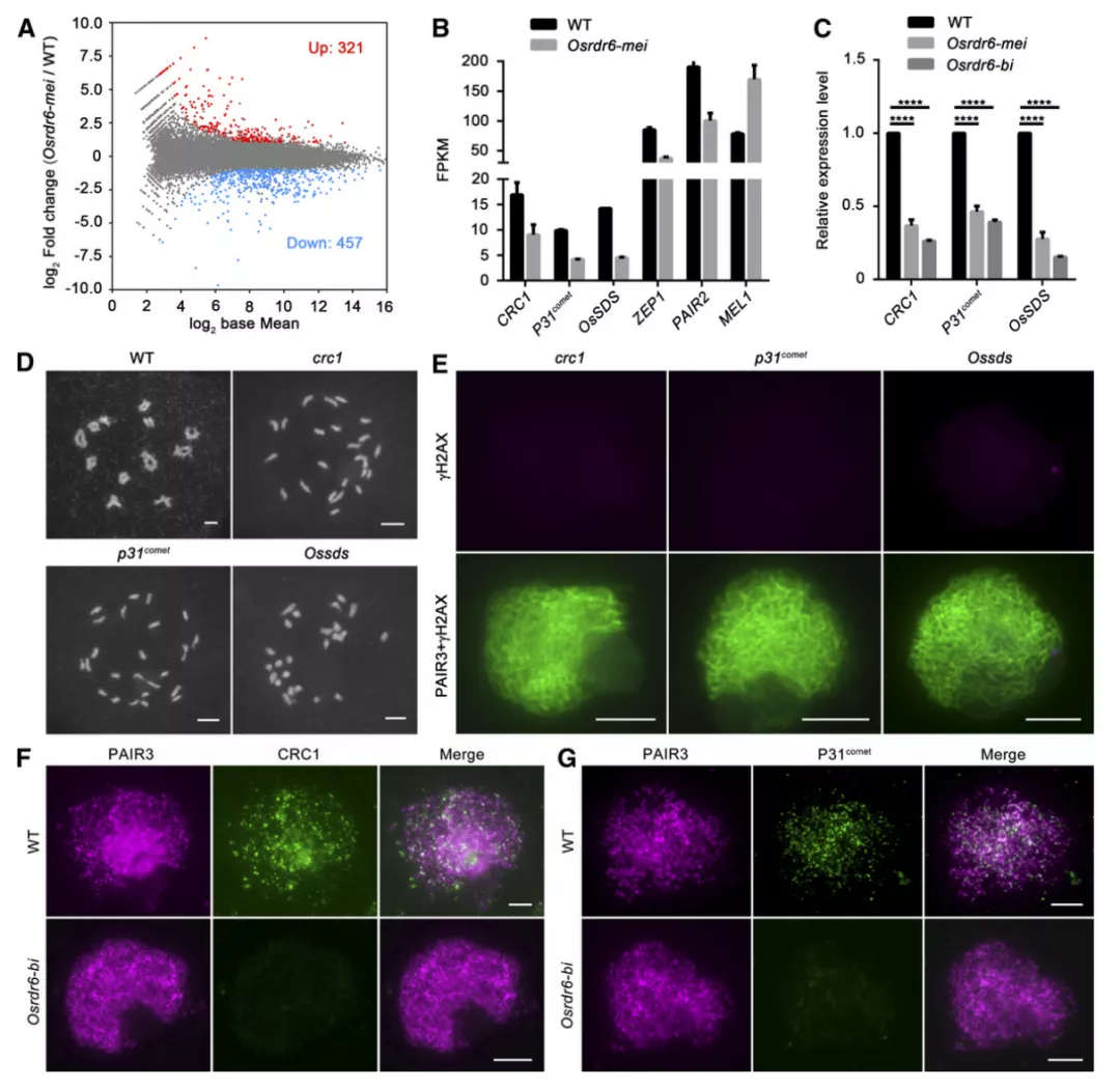 项目文章 | PC：水稻 RDR6 在减数分裂DNA双链断裂形成中的作用机制 - 知乎