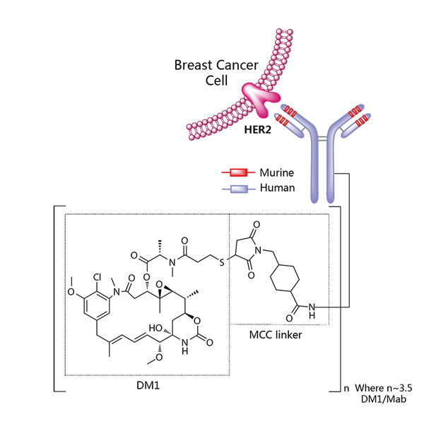 全球已上市ADC药物非临床研究一览(2) | 微管抑制剂上篇 - 知乎