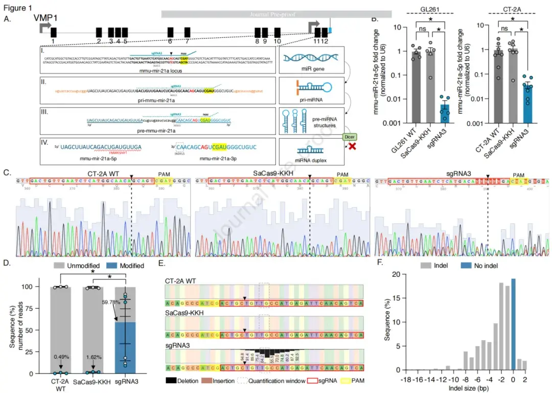 Mol. Ther. | CRISPR-Cas9技术精准靶向miR-21a，显著延长胶质瘤小鼠生存期 - 知乎
