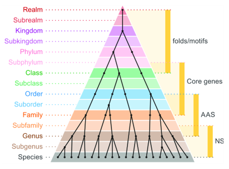 病毒的分类及结构特点 - 知乎