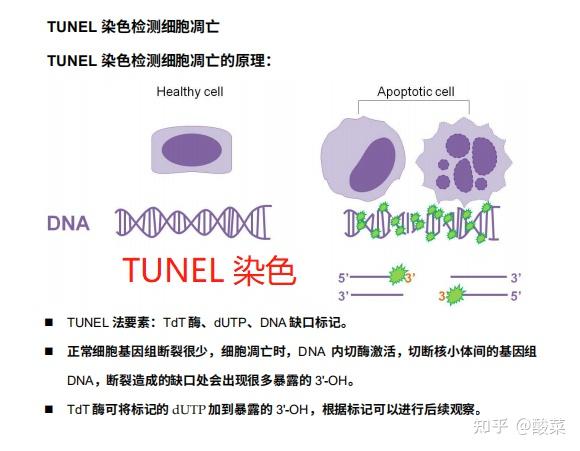 绝了！CCK-8/PI染色/transwell等细胞表型检测套路，全部整理好了......（速领） - 知乎