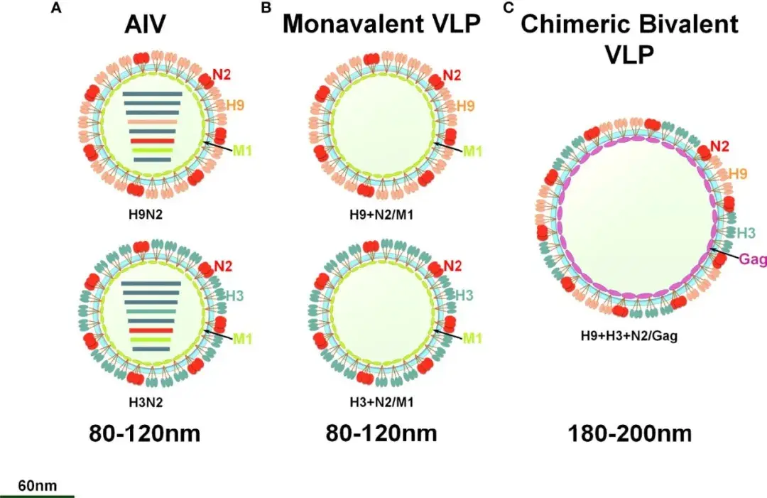 这些VLP疫苗设计的Tips确定不了解一下？ - 知乎