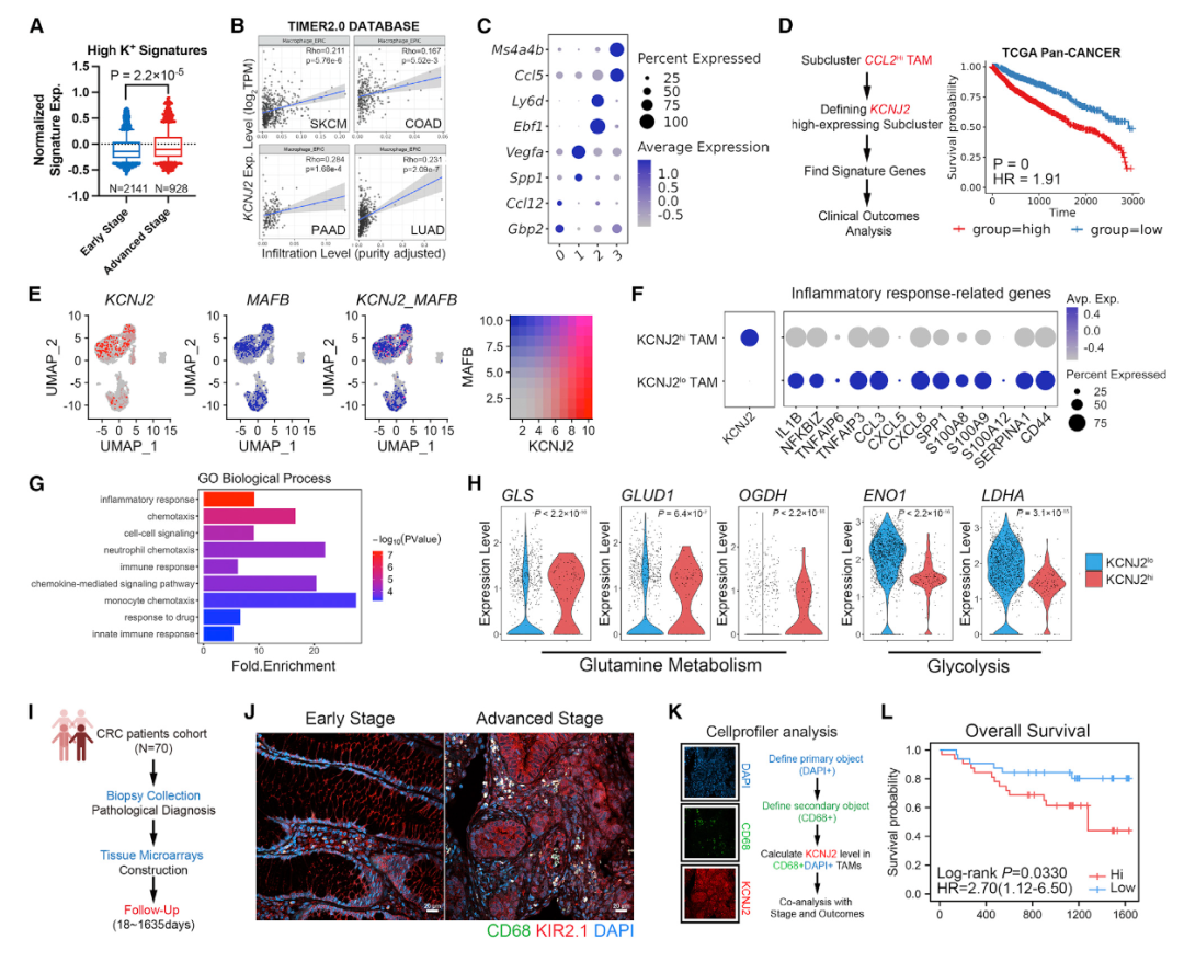 Cell Met ｜ 浙江大学团队发现Kir2.1促进肿瘤相关巨噬细胞的形成机理 - 知乎