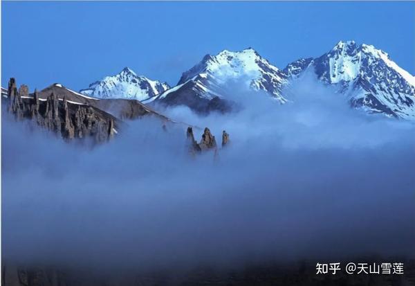 天山雪莲 | 以地冠名，地胜药灵 - 知乎