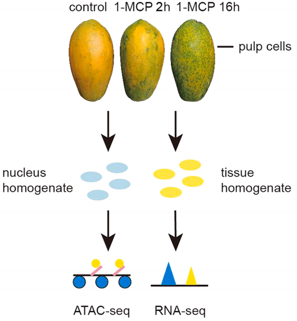 解析表观遗传学的工具——ATAC-seq（二） - 知乎