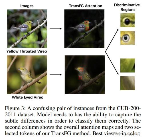 《TransFG： A Transformer Architecture for Fine-Grained Recognition》论文详解 - 知乎