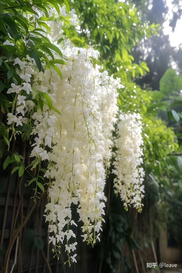 茉莉花 - 知乎