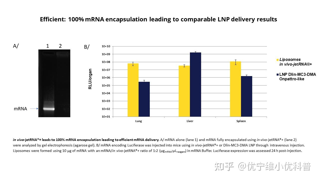 in vivo jetRNA+，基于阳离子脂质体的新一代mRNA转染试剂 - 知乎
