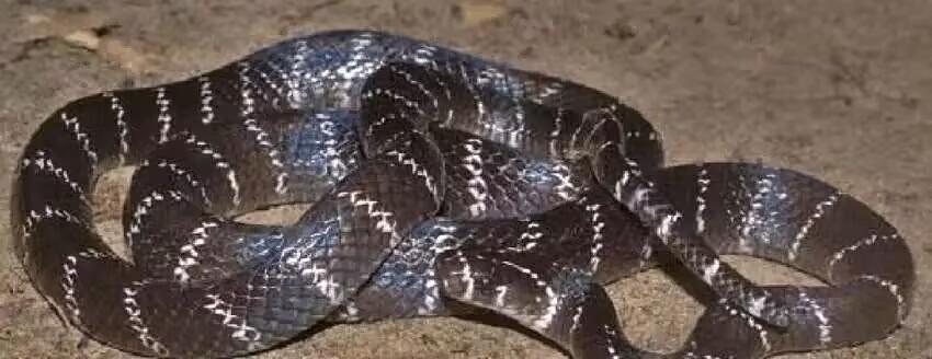 献给钟爱的Bungarus环蛇属（Krait) - 知乎