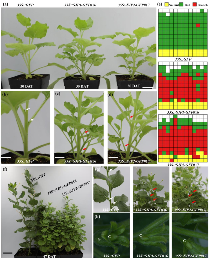 客户文章|Plant Cell Environ.枣植原体效应因子SJP1和SJP2诱导枣侧芽不断萌发形成丛枝 - 知乎