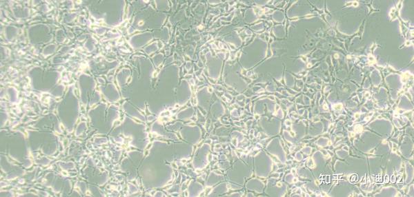 科学传播 | 动物细胞悬浮培养（1） - 知乎